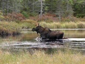 Alaska Department of Fish and Game Teams with Kenai Natives to Enhance ...