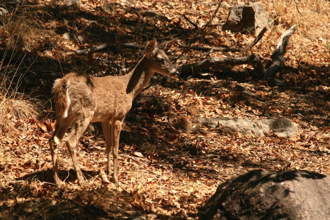 CWD in Wisconsin | Hunting Magazine