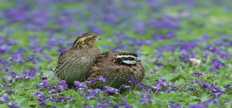 Quail Project Underway In Florida | Hunting Magazine