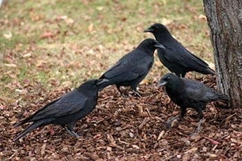 Utah DNR Approves Crow Hunting, Changes Dove and Goose Hunting ...