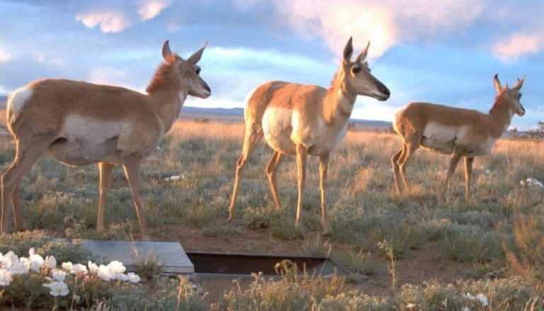 5 Essential Tips for Antelope Hunting | Hunting Magazine