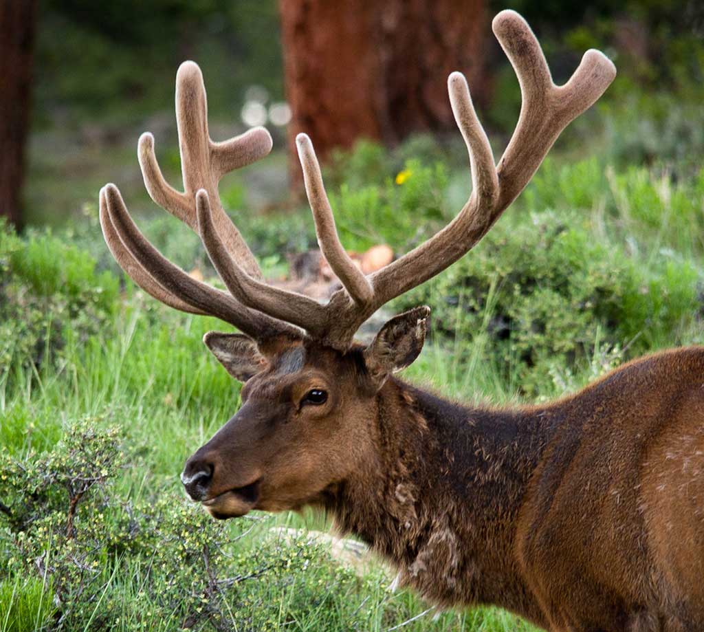 Kentucky Boosts Wisconsin's Elk Herd | Hunting Magazine