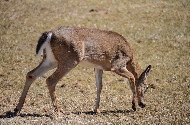 Michigan Deer Tested Positive for Chronic Wasting Disease | Hunting ...