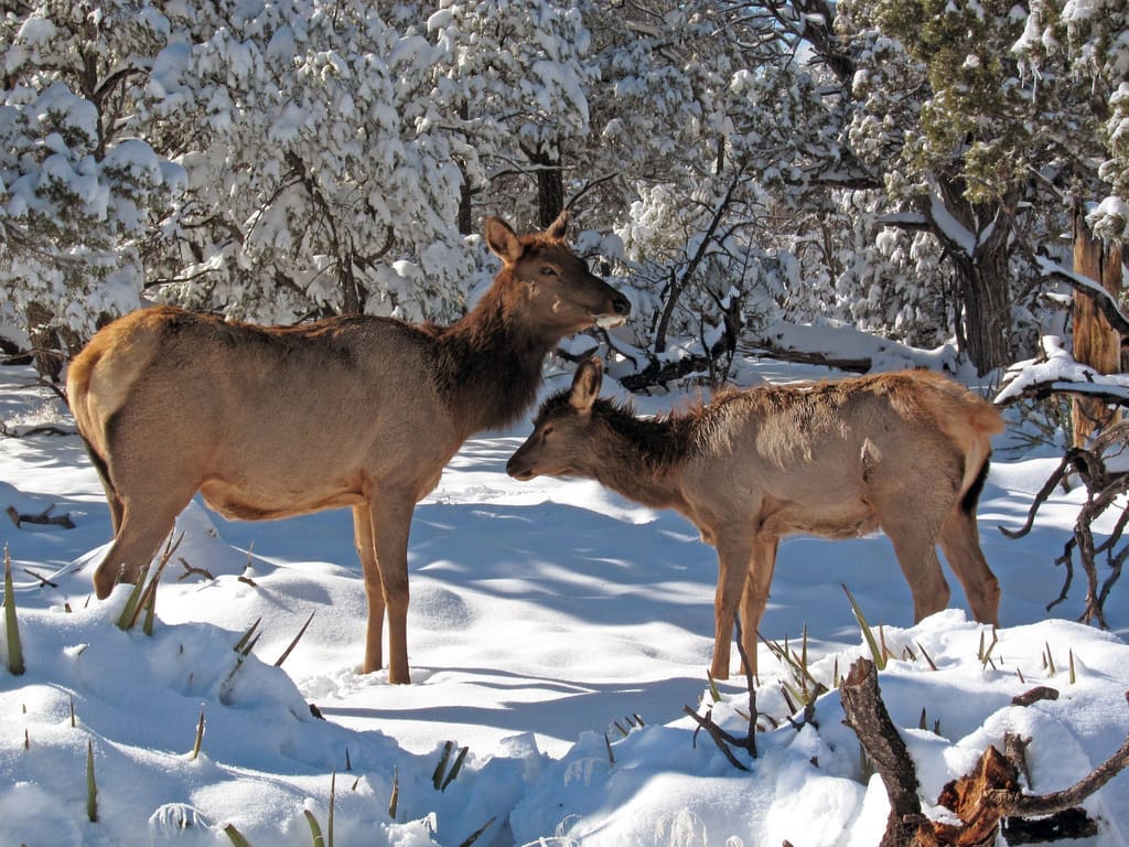 Reward! Four Elk Poached in Idaho | Hunting Magazine