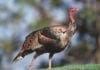 System Error Temporarily Slows Sale of Wisconsin Turkey Tags | Hunting ...