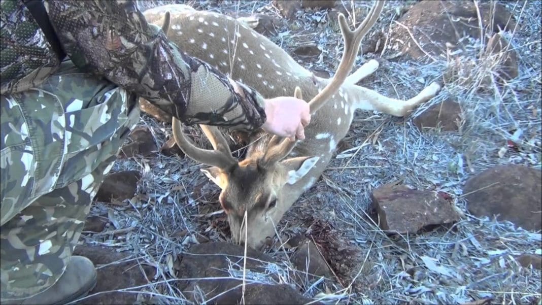 Hunting Video: Chital Deer Hunting Australia | Hunting Magazine