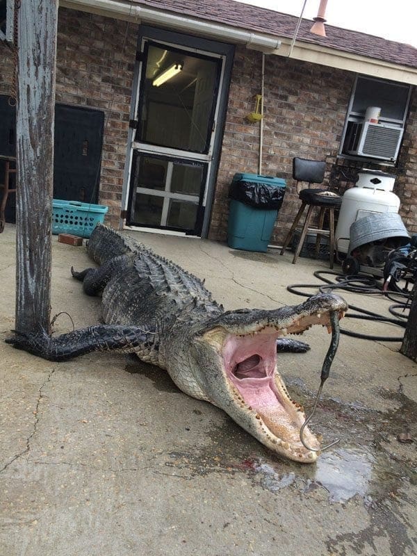 Monster 603lbs South Carolina Gator Photo Gallery | Hunting Magazine