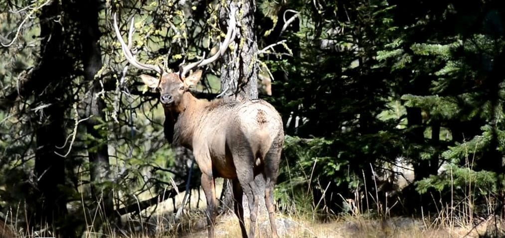Hunting Video: 13 Hours Hunting in at Elk Song Ranch | Hunting Magazine