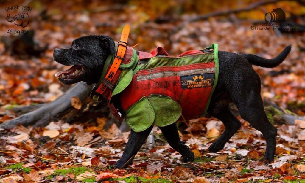 Photo Essay: The Wild Pig Hunt | Hunting Magazine