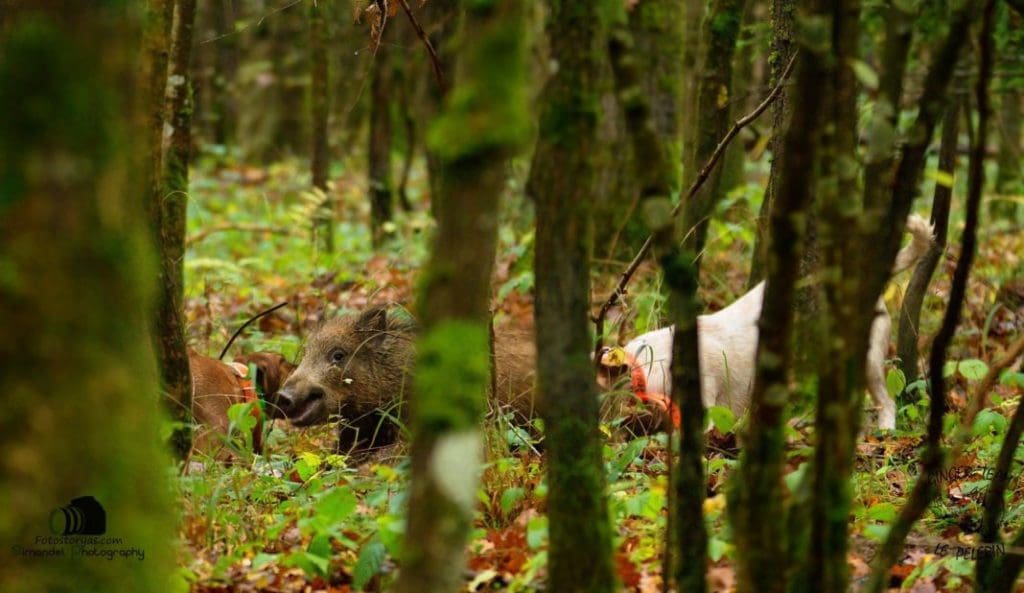 Photo Essay: The Wild Pig Hunt | Hunting Magazine