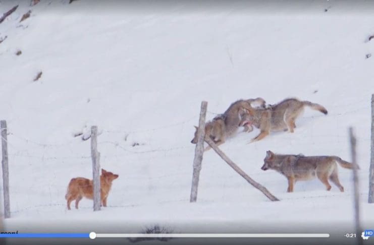 Hunting Magazine: Deer, Waterfowl, Hunting Dogs & Gear Reviews