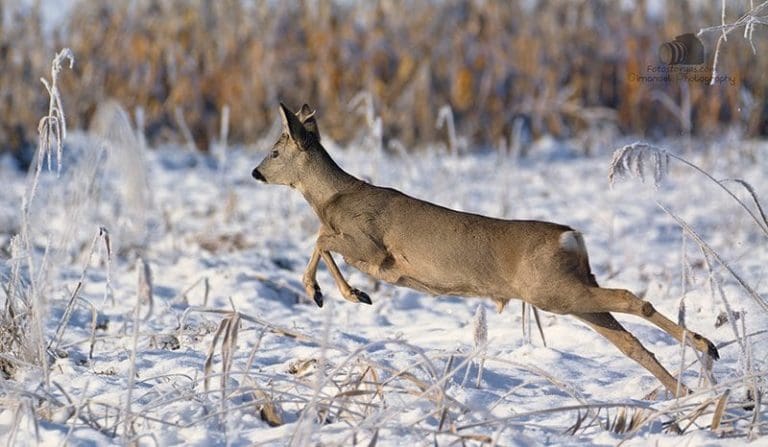 Hunting in The Snow in The Heart of Europe (Slovakia –Veľký Grob ...