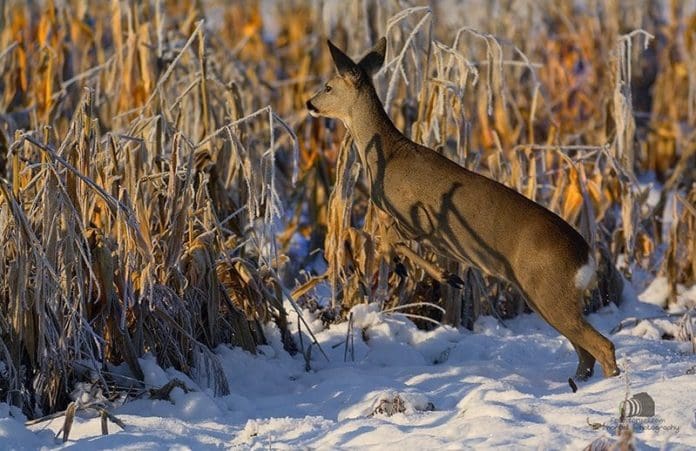 Hunting in The Snow in The Heart of Europe (Slovakia –Veľký Grob ...