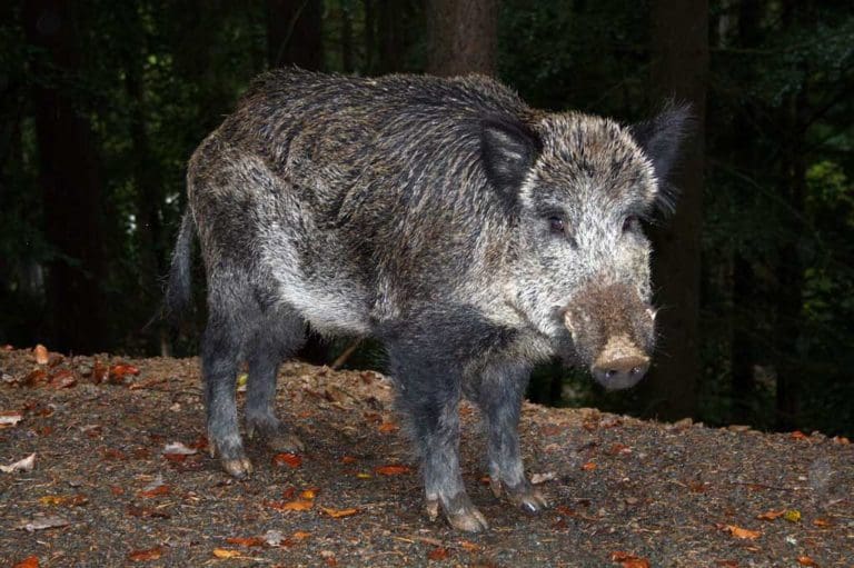 Hunters Can Now Experience Wild Hog Hunting via Helicopter | Hunting ...