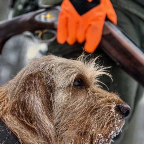 A Day of Hunting with Good Friends and the Bassets | Hunting Magazine