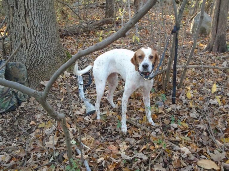 New Jersey Fall Turkey Dog Adventure | Hunting Magazine