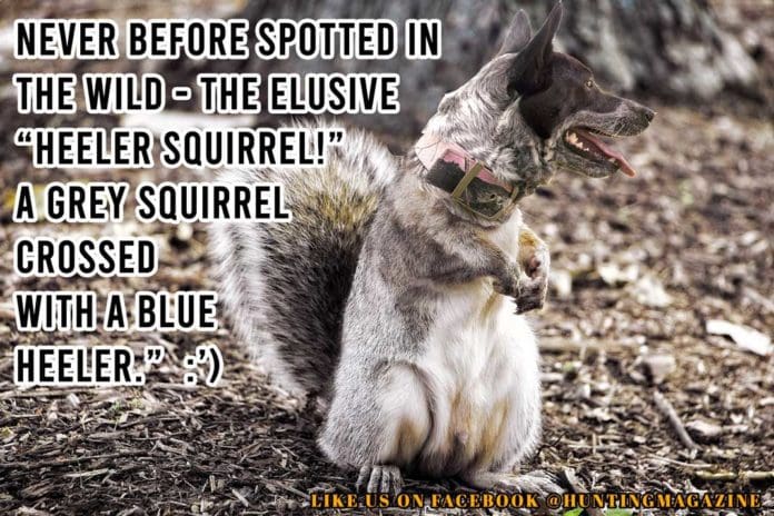 Funny Hunting Meme: Wild Heeler Squirrel - Grey Squirrel Crossed with ...