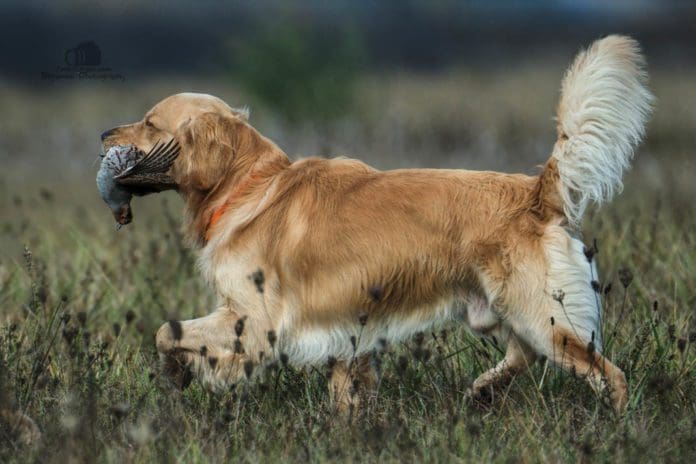Photo Story: The Partridge Hunt in Lepsény, Hungary | Hunting Magazine