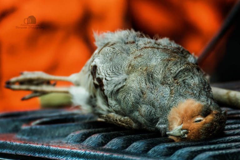 Photo Story: The Partridge Hunt in Lepsény, Hungary | Hunting Magazine