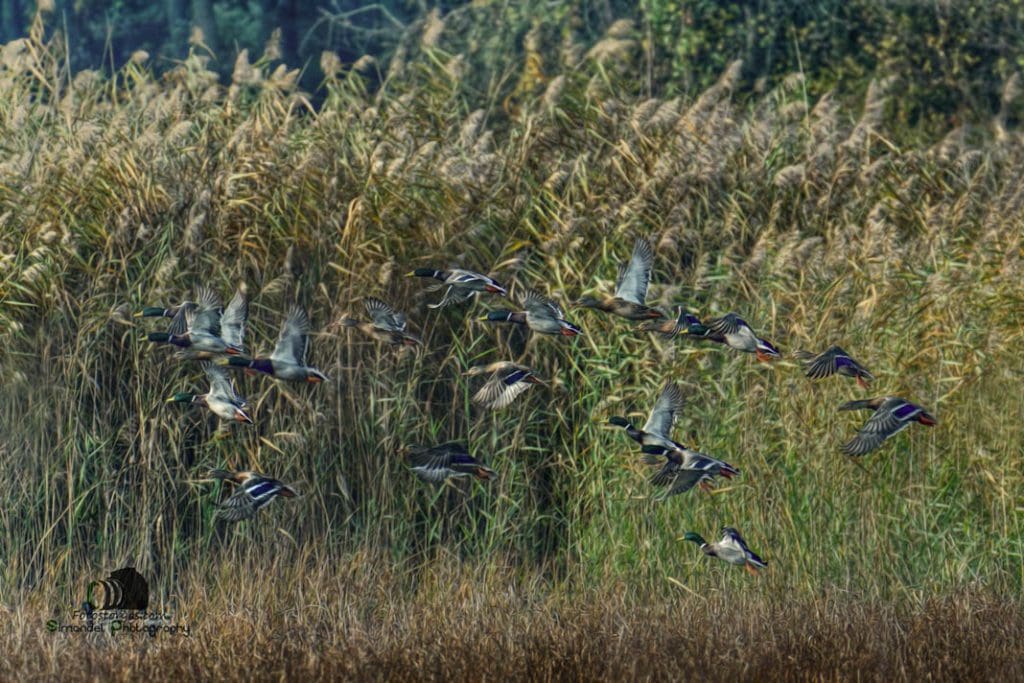 Photo Story: Duck Hunting with the “Greenhorns” | Hunting Magazine