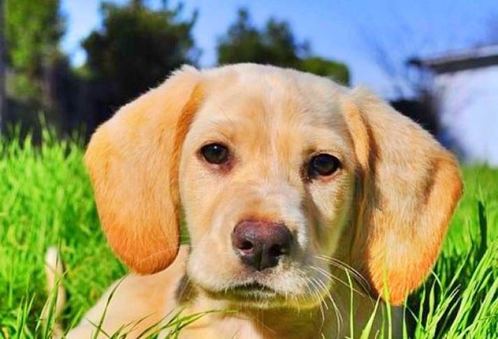 Preparing Your Dog For The Hunt | Hunting Magazine