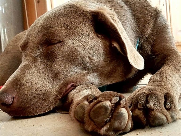 15 Adorable Cute Hunting Dog Puppy Photos | Hunting Magazine