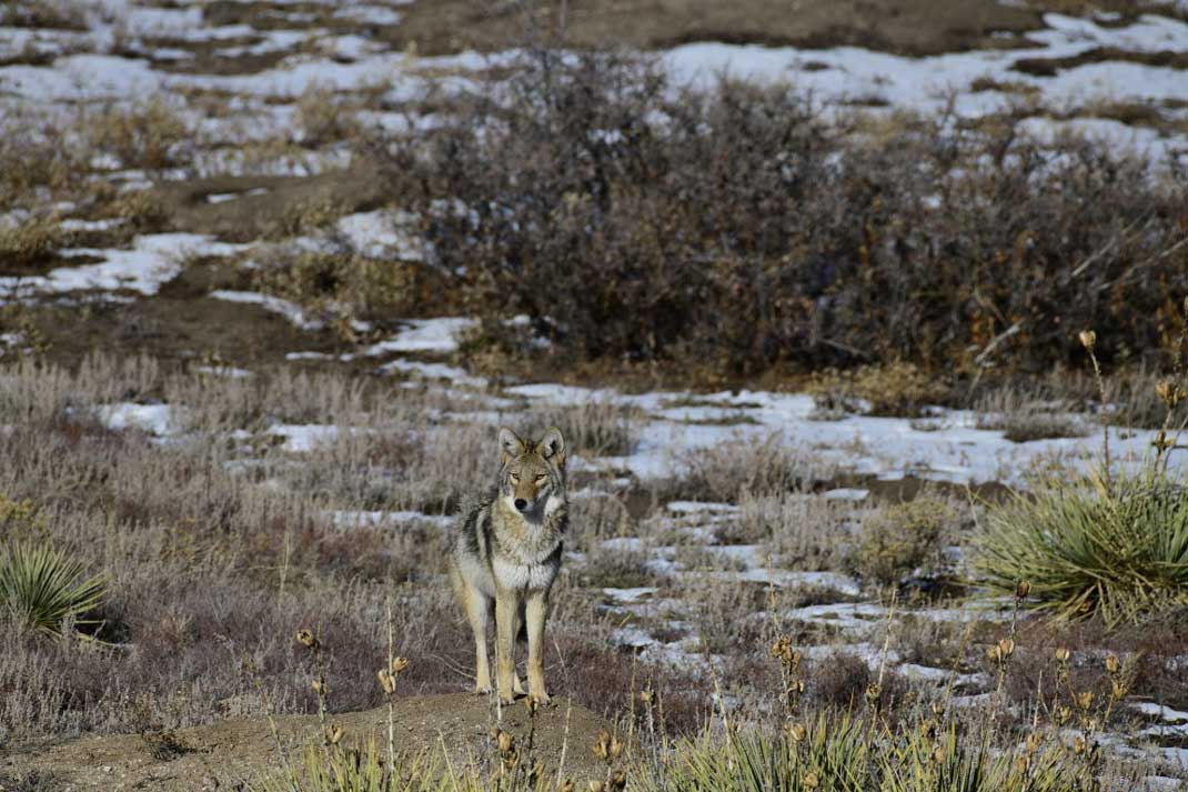 How To Hunt Coyotes - 3 Top Hunting Tips | Hunting Magazine
