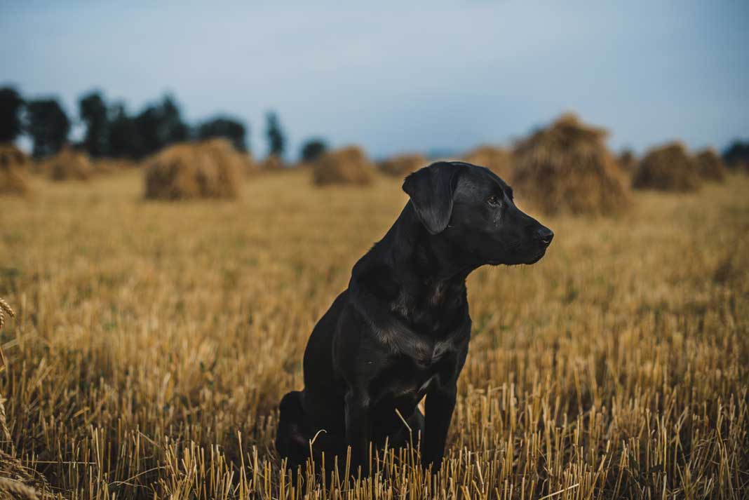 Hunting Dogs: Expert Breed Guides, Training and Field Care