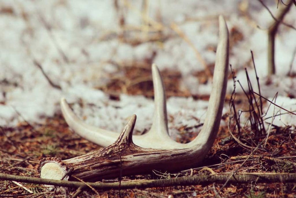 When Do Deer Shed Their Antlers? | Hunting Magazine