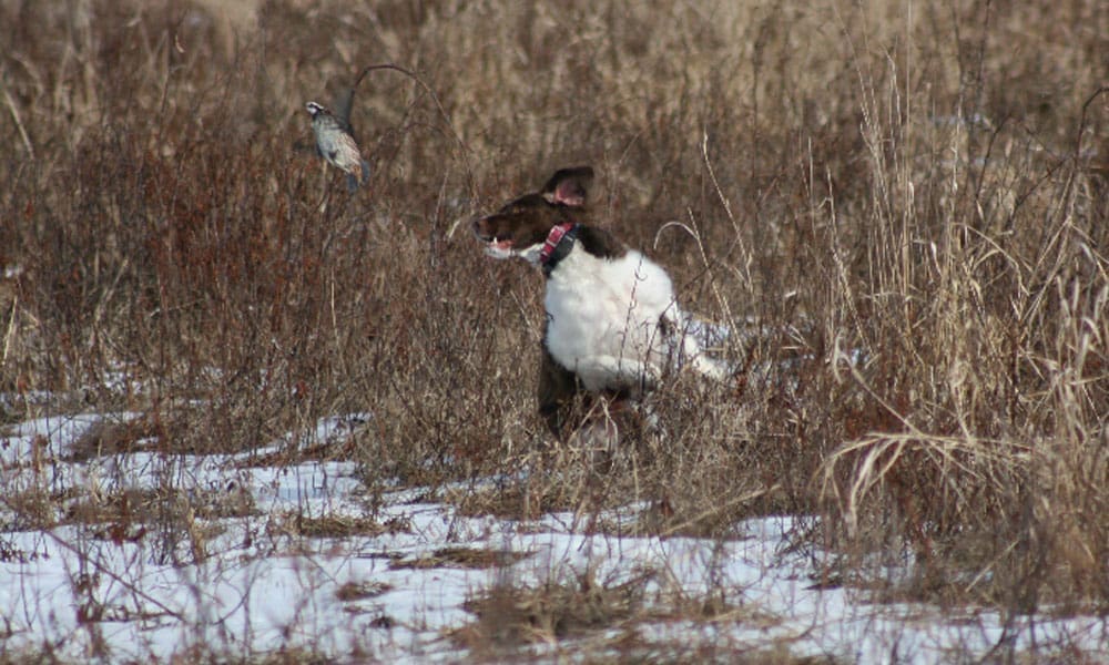 Quail Hunt in Mulberry Grove, IL with Hunting Dog Millie | Hunting Magazine
