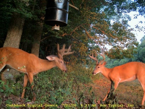 CDY_0017 | Deer on Trail Camera | Hunting Magazine