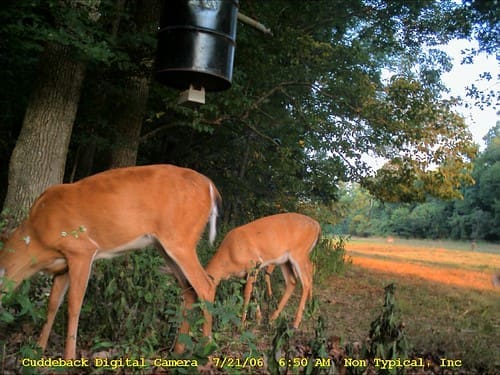 CDY_0023 | Deer on Trail Camera | Hunting Magazine