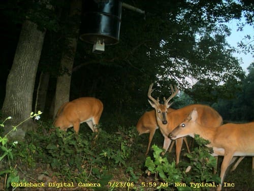 CDY_0067 | Deer on Trail Camera | Hunting Magazine