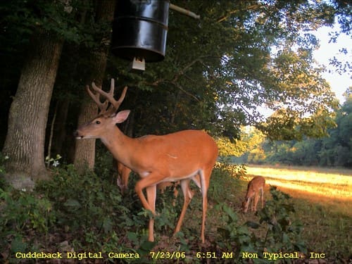 CDY_0083 | Deer on Trail Camera | Hunting Magazine