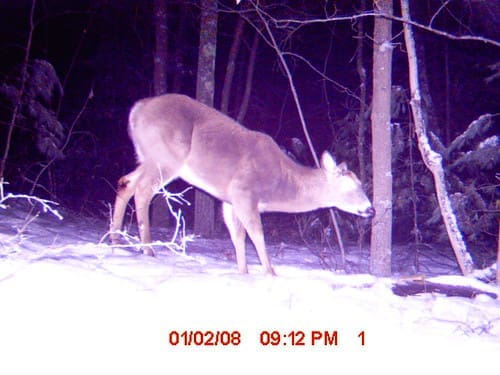 MDGC0010 | Deer on Trail Camera | Hunting Magazine