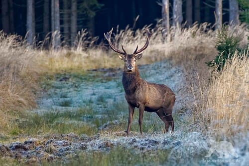 Red Deer Bull | Deer on Trail Camera | Hunting Magazine