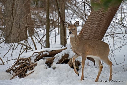 The Stance........ | Deer on Trail Camera | Hunting Magazine