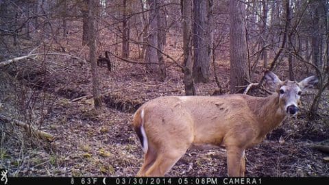 Whitetail Deer | Deer on Trail Camera | Hunting Magazine