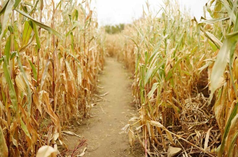 How to Hunt Deer in Standing Corn: Hunting Tips and Tricks | Hunting ...