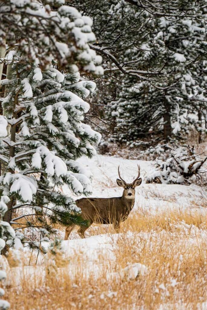 Spotted | Hunting Magazine