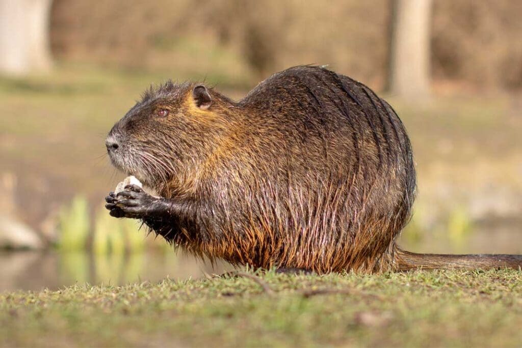 Overcoming the Challenges of Nutria Control for Marshland Preservation ...