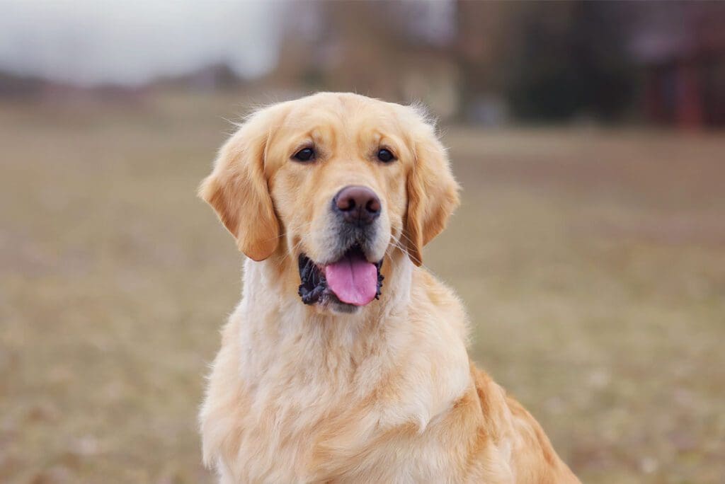 The Top 10 Hunting Dogs to Own | Hunting Magazine