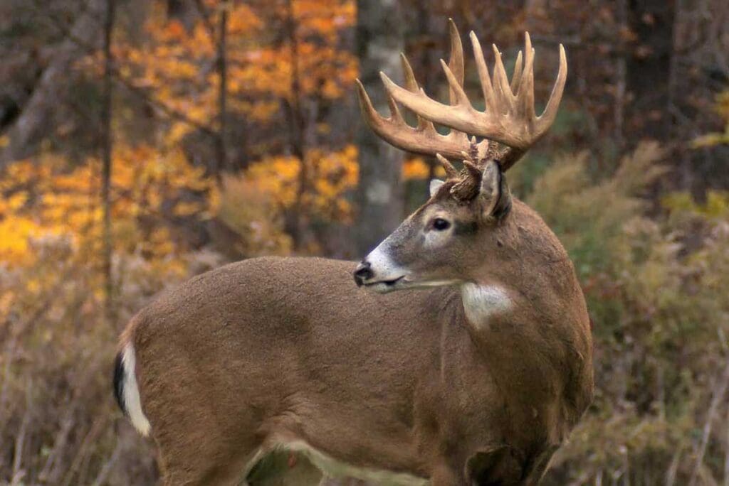 How to Properly Skin a Deer: A Step-by-Step Guide | Hunting Magazine