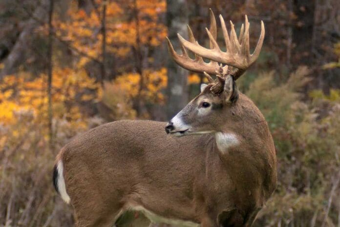 How to Properly Skin a Deer: A Step-by-Step Guide | Hunting Magazine