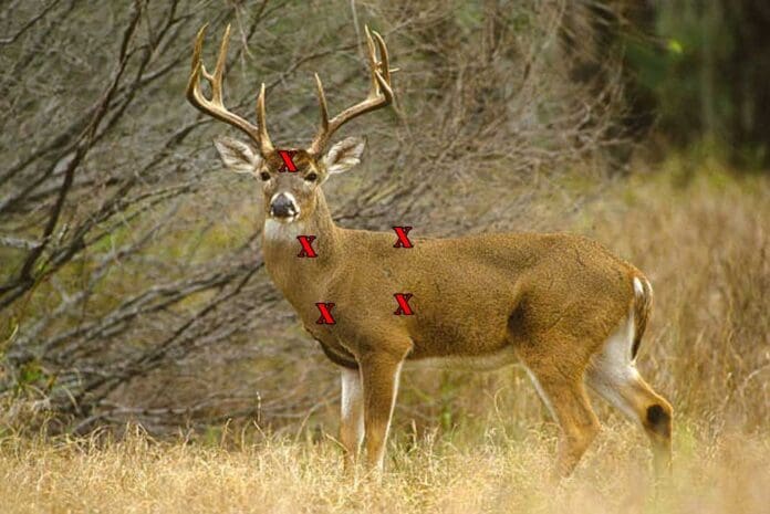 Top 5 Best Places to Shoot a Deer | Hunting Magazine