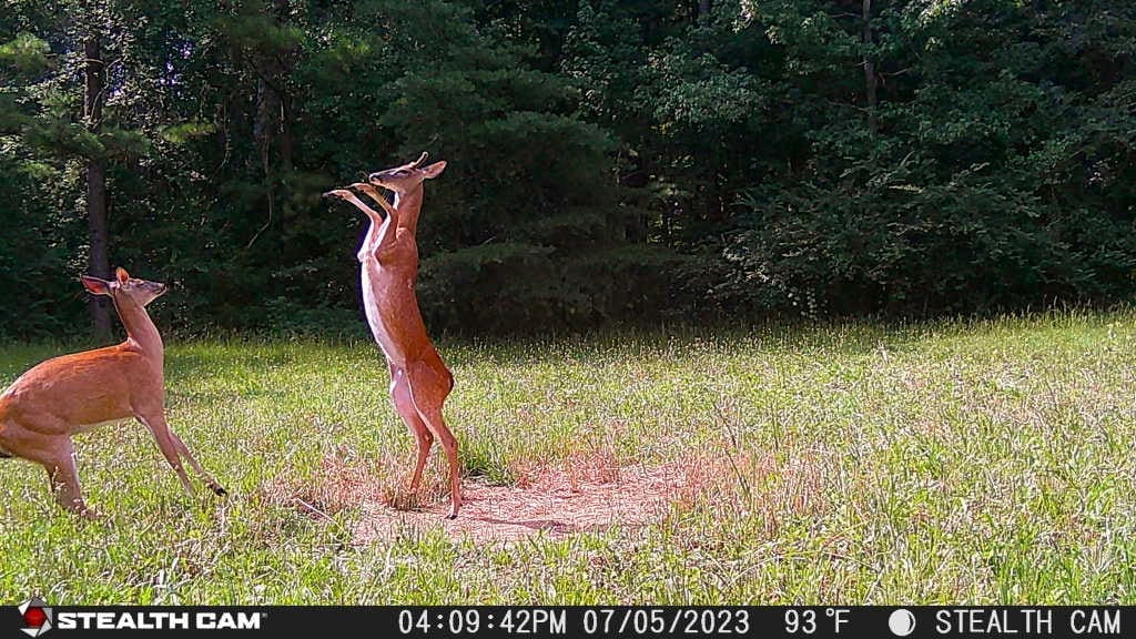 Capturing the Wild: Stealth Trail Camera Photos Reveal Early-Season ...