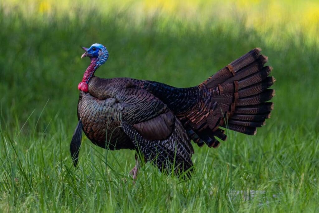 What is a Turkey Hunting Grand Slam? | Hunting Magazine