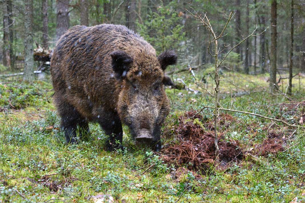 California Pig Hunting: A Guide to the Best Hunting Locations | Hunting ...