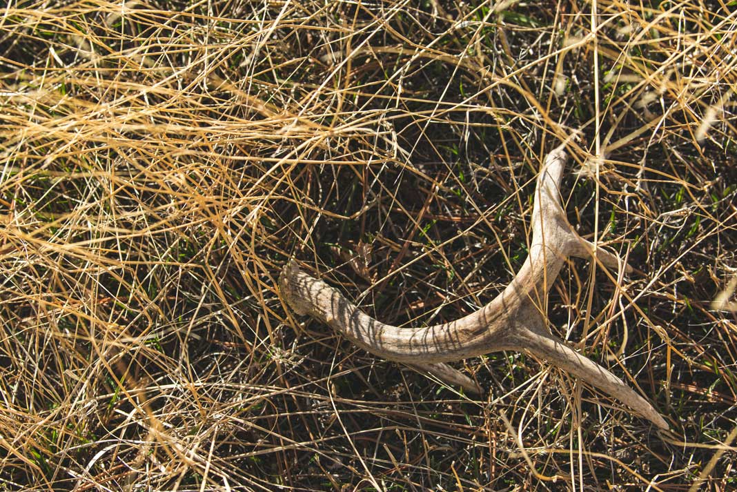The Art of Shed Hunting: A Guide for Outdoorsmen | Hunting Magazine