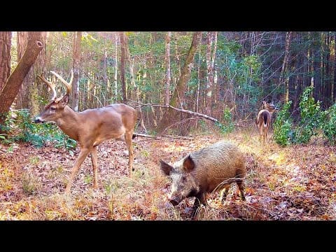 Alabama Wildlife Trail Camera Videos Winter 2022-2023 (Deer, Wild Boar ...